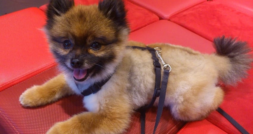 Pom-A-Pug Perfection: Your Ultimate Guide To The Adorable Hybrid