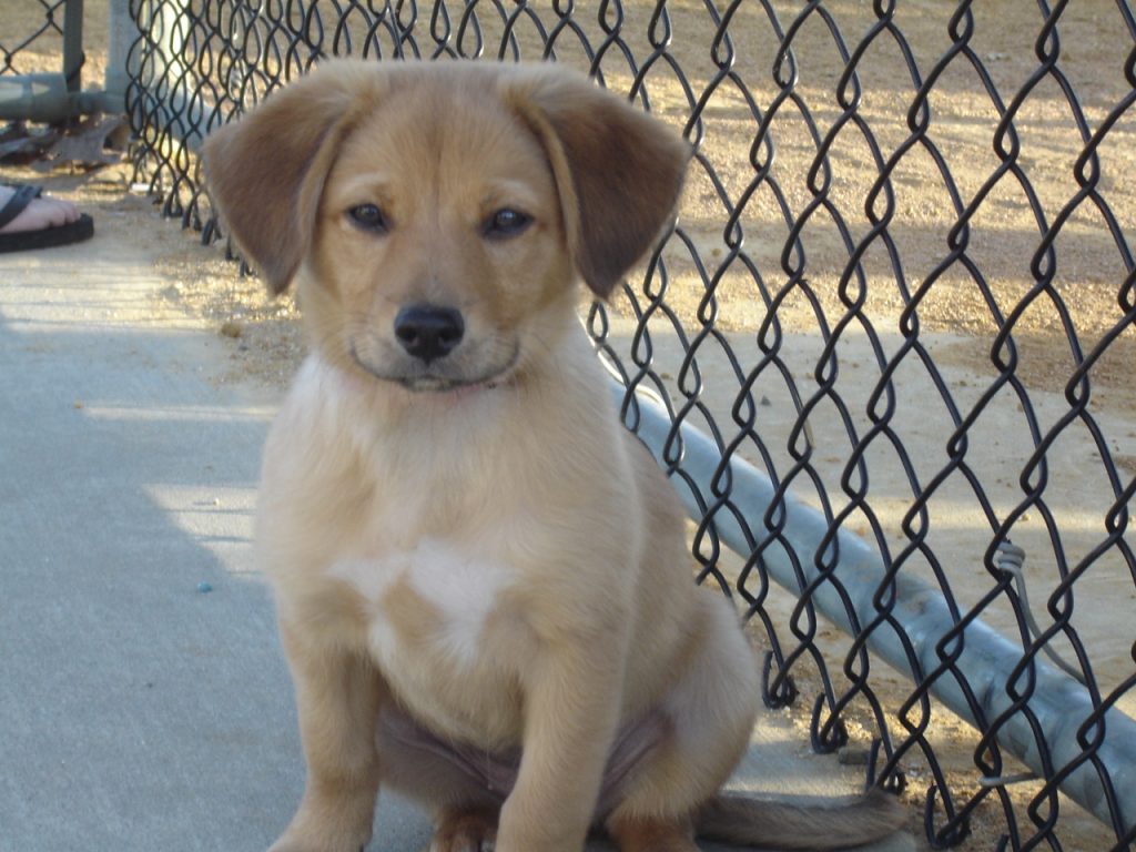 Pomeagle: The Devoted And Energetic Dog