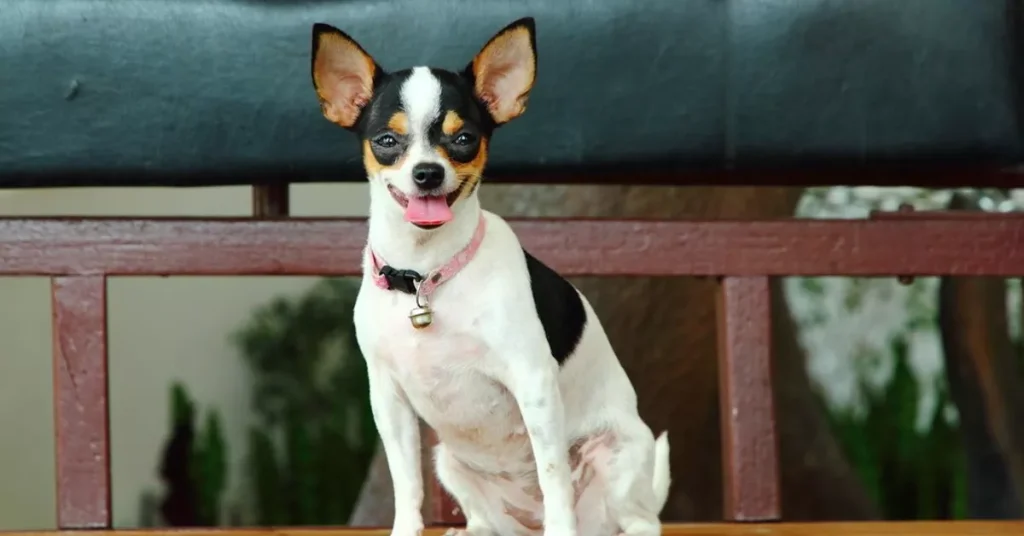 Tiny Tails And Big Adventures: Why You'll Love The Playful Pomerat