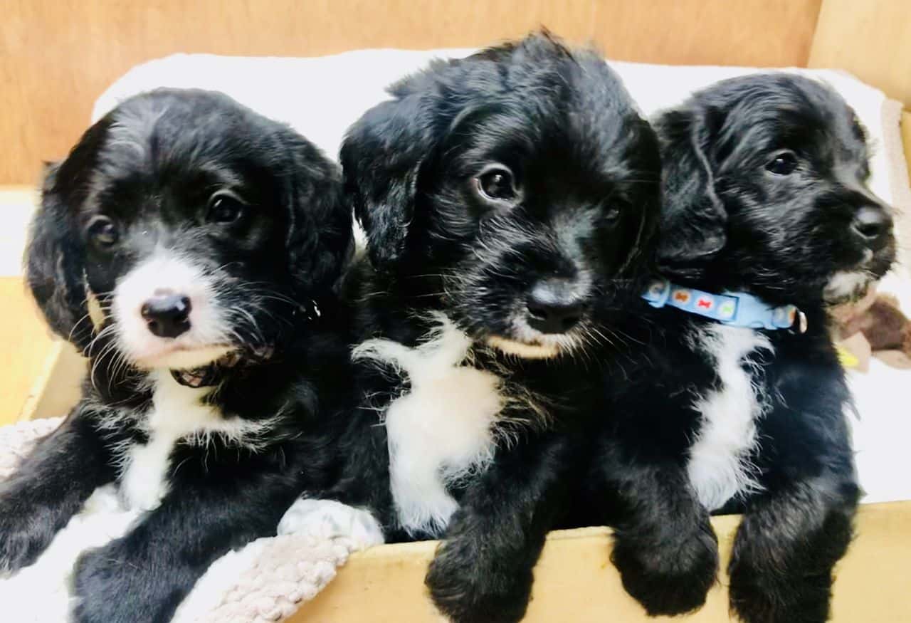 Poogle! An Extremely Cute And Extraordinary Dog