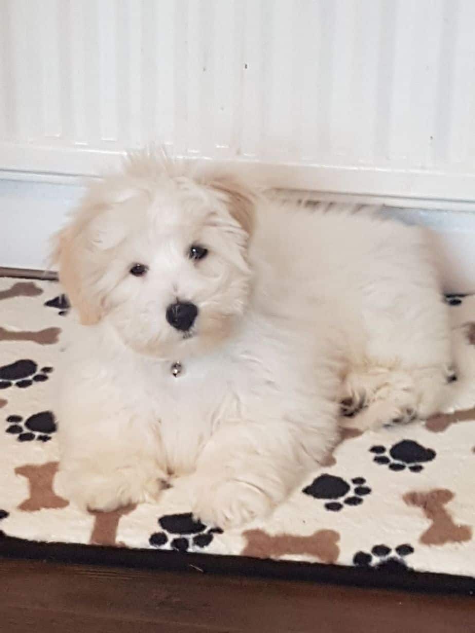 Pooton: A Fun-Loving Pup