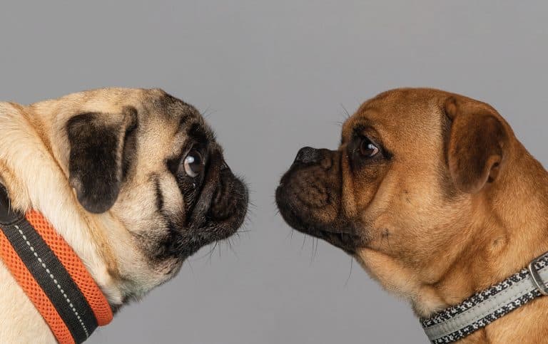 Dog Breed Comparisons