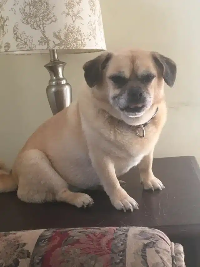 Corgi Pug: The Ultimate Guide To Your New Best Friend