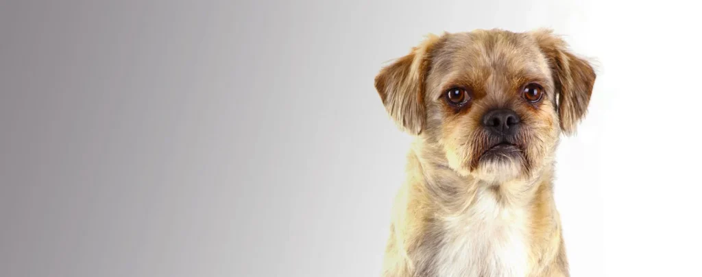 The Ultimate Guide To The Pug Coton: Care, Traits, And Why You'll Love Them