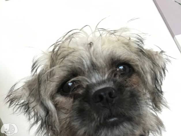 Meet The Pushon: The Perfect Pint-Sized Companion For Every Family