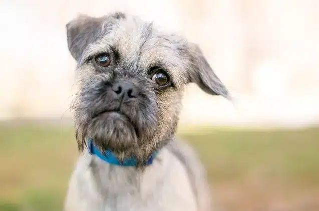 Meet The Pushon: The Perfect Pint-Sized Companion For Every Family