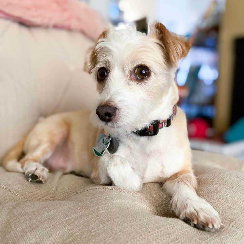 The Ultimate Guide To The Ratese: A Hybrid Breed Like No Othe