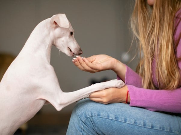 How To Grind Dog Nails: A Step-by-Step Guide For Stress-Free Pet Grooming