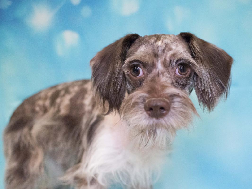 Schnocker: A Miniature Schnauzer-Cocker Spaniel Mixed-Breed Guide