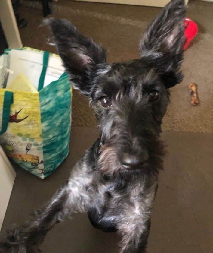 The Scorkie Scoop: Unleashing The Joy Of Owning This Designer Dog