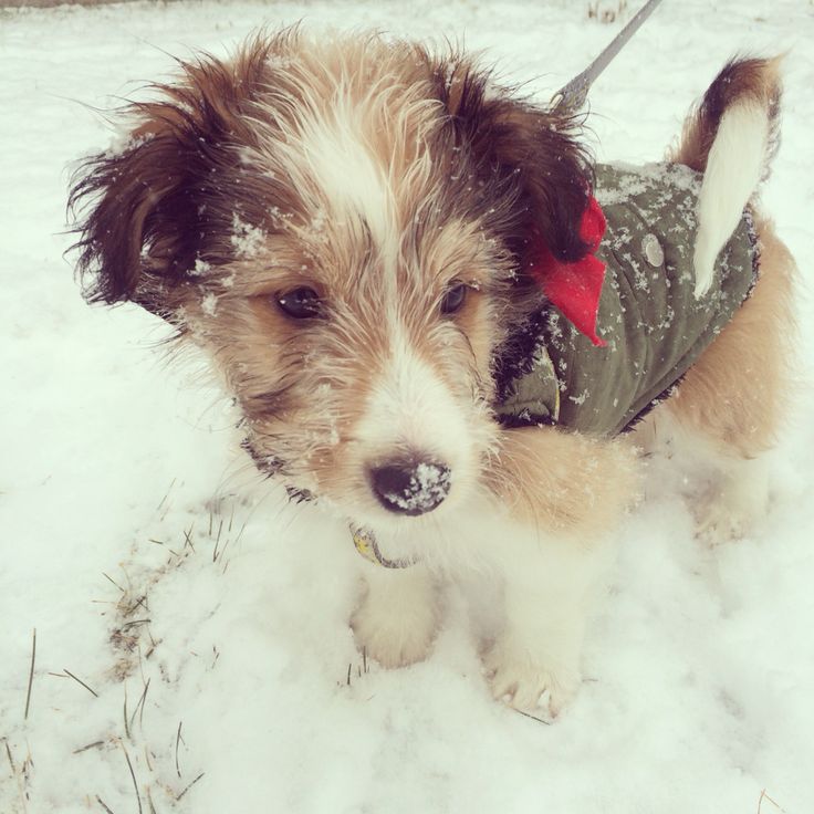 A Tail Of Two Breeds: Discovering The Loveable, Loyal Shelchon