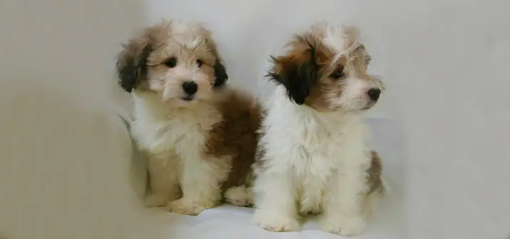 A Tail Of Two Breeds: Discovering The Loveable, Loyal Shelchon