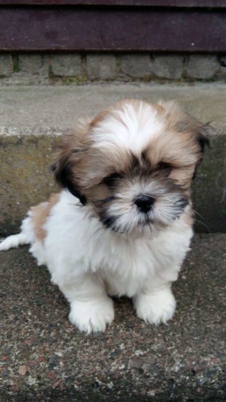 The Shih Apso: Facts Behind This Irresistibly Lovable Mix Breed