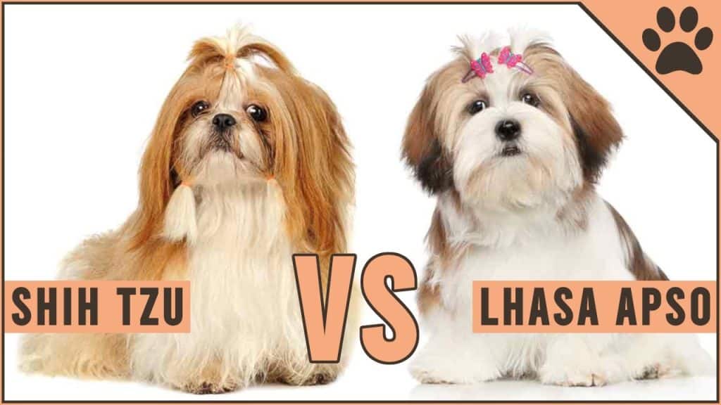 Lhasa Apso Vs Shih Tzu: Unraveling The Charm Of These Ancient Breeds