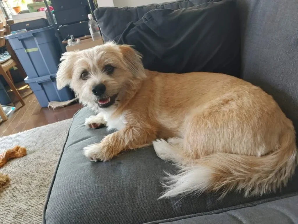 Meet The Shorgi: The Adorable Dog Breed Winning Hearts Worldwide