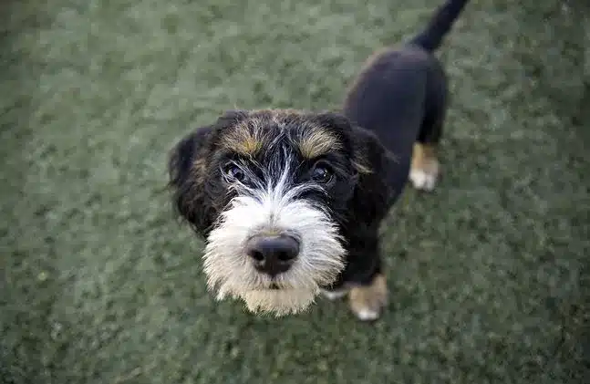 Meet The Shorgi: The Adorable Dog Breed Winning Hearts Worldwide