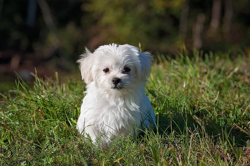 Fur-ever Friends: Embark On A Journey With The Irresistible Silkese Breed!