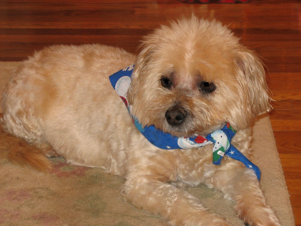 Fur-ever Friends: Embark On A Journey With The Irresistible Silkese Breed!