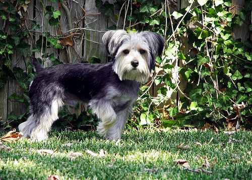 Snorkie: The Ultimate Guide To Your New Furry Best Friend