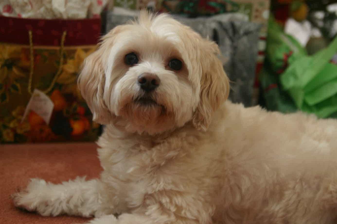 Terripoo: An Australian Terrier-Poodle Mixed-Breed Guide