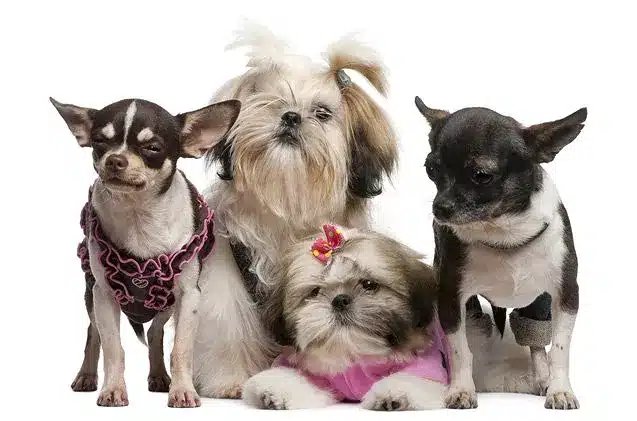 20 Of The Cutest Small Dog Breeds: A Guide To Tiny Companions