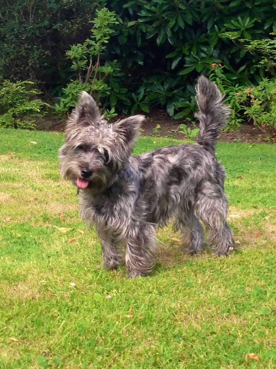 Check Out The Wauzer Dog..even if' it is a weird name LOL