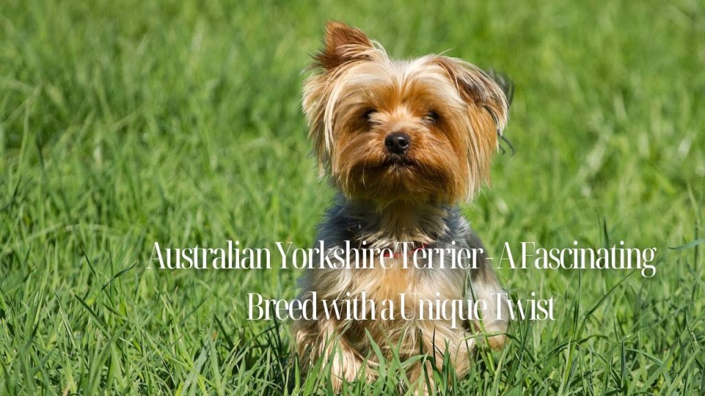 Australian Yorkshire Terrier: Your Ultimate Guide To The Adorable ...