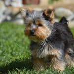 The Spirited, Lively And Ever-Curious Yorkie Pin