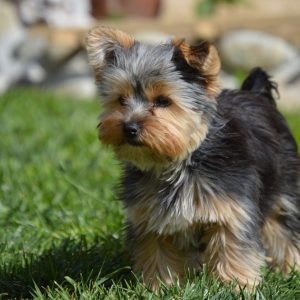 The Spirited, Lively And Ever-Curious Yorkie Pin
