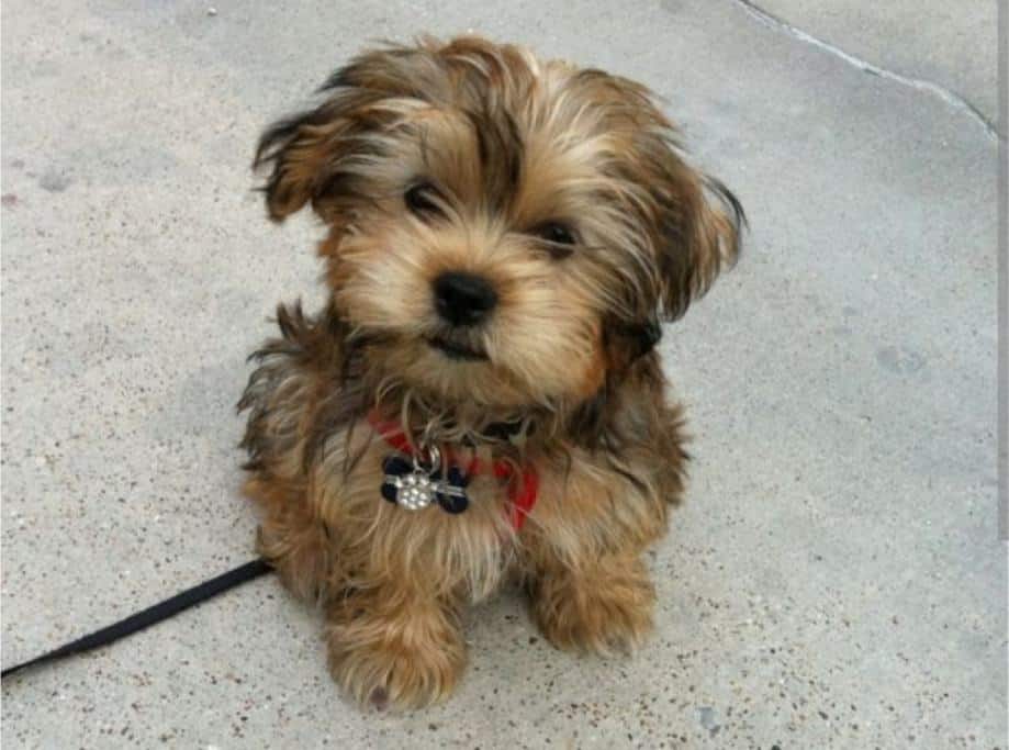 Why The Yorkie-Ton Could Be Your Perfect Pet: Insights And Advice