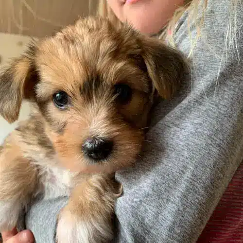 Why The Yorkie-Ton Could Be Your Perfect Pet: Insights And Advice