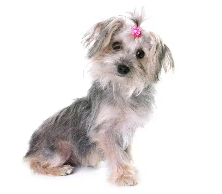 Why The Yorkie-Ton Could Be Your Perfect Pet: Insights And Advice